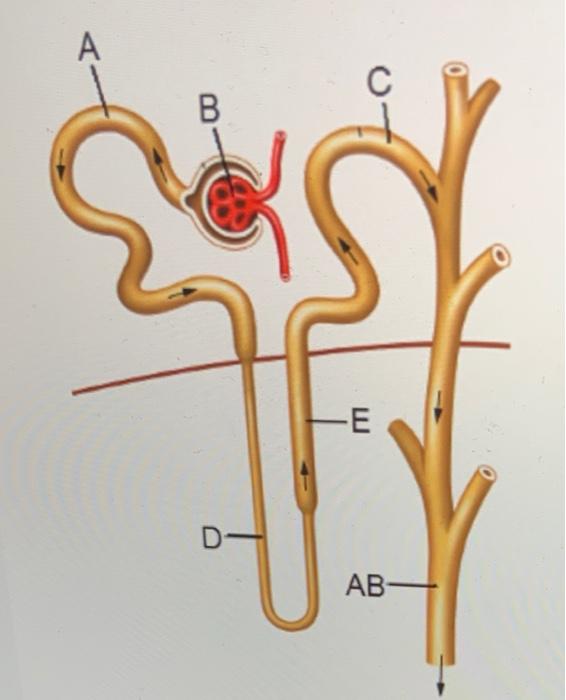 Solved Match the description to the location of the nephron. | Chegg.com