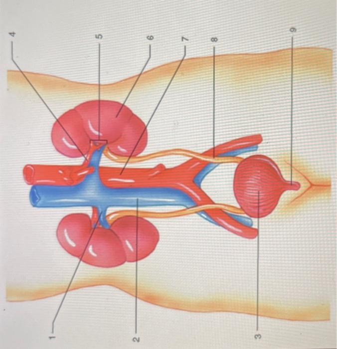 Solved Urinary system labeling | Chegg.com