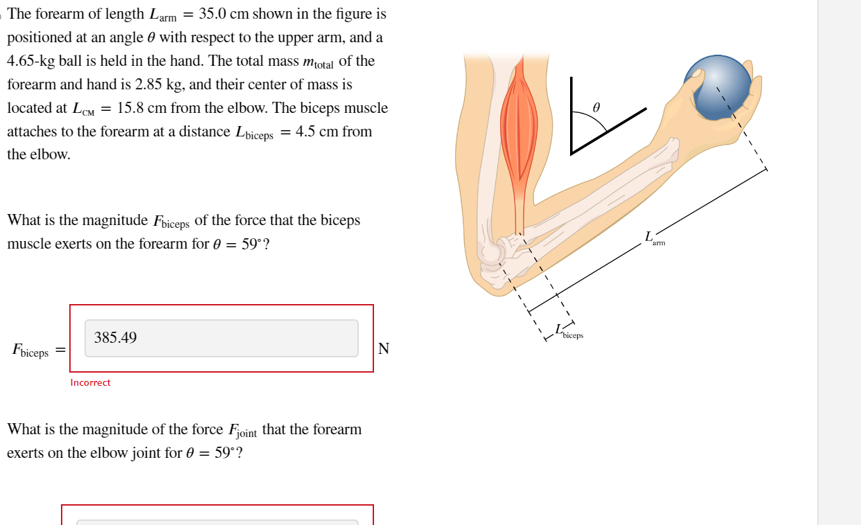 Solved The forearm of length Larm=35.0cm ﻿shown in the | Chegg.com