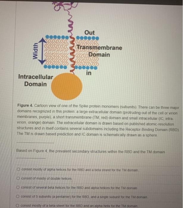 Solved Receptor-binding Domain Extracellular Domain Out | Chegg.com