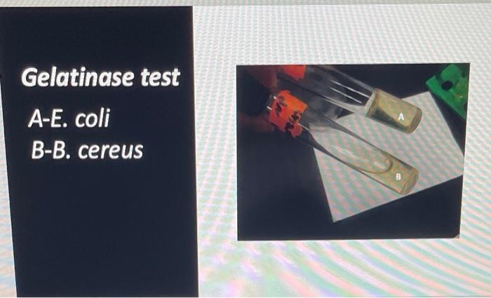 Solved Nutrient gelatin-Looking at the results presentation | Chegg.com