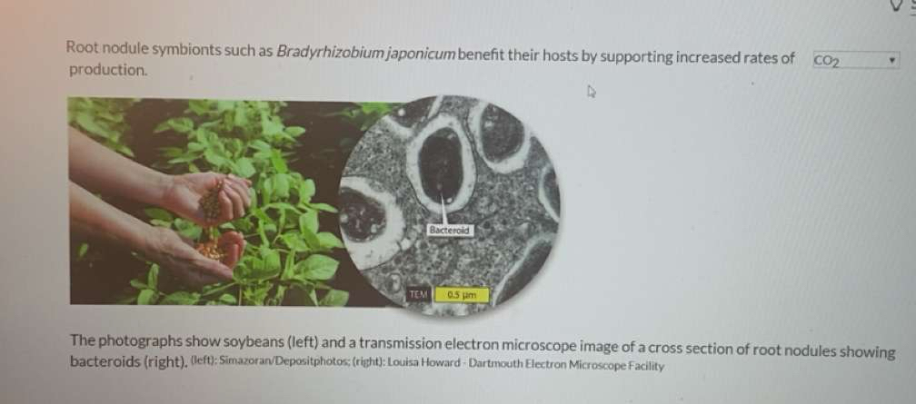 Solved Root nodule symbionts such as Bradyrhizobium | Chegg.com