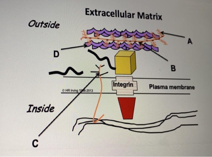 Solved Extracellular Matrix Outside A D B. Integrin Plasma | Chegg.com