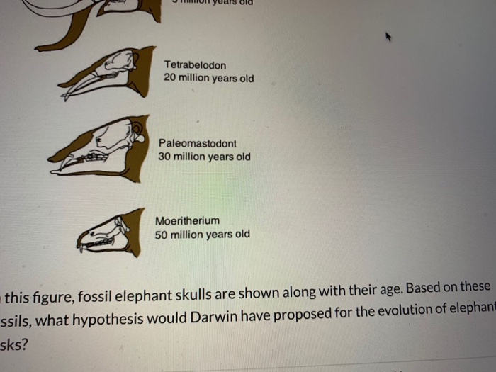 Solved Question 3 0.85 pts CHOOSE THE BEST ANSWER Elephas 5 | Chegg.com