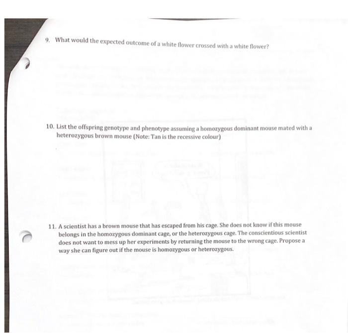 Solved 9. What would the expected outcome of a white flower | Chegg.com