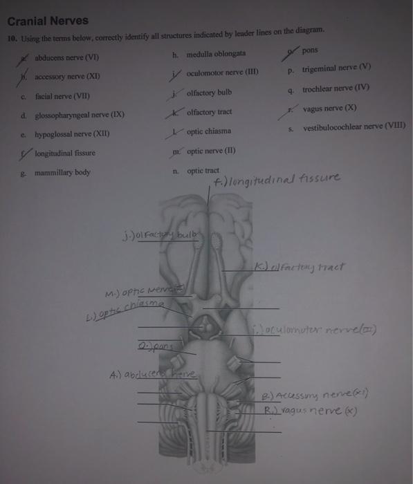 pons Cranial Nerves 10. Using the terms below, | Chegg.com