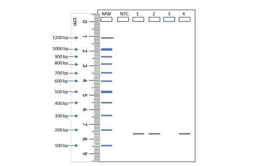 Solved Please help 🙏 1. Summarize the steps followed in | Chegg.com