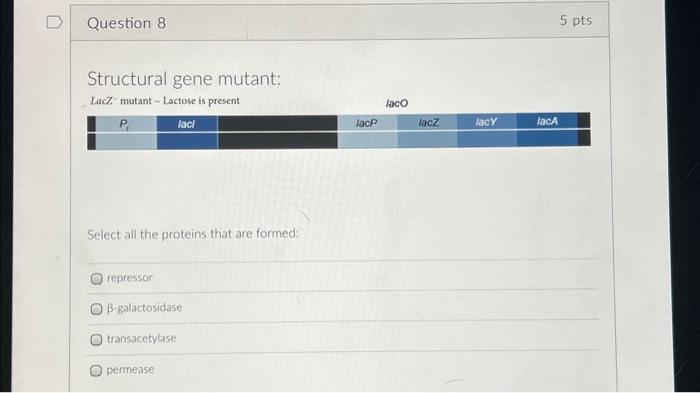 Solved Question 8 Structural gene mutant: LacZ mutant - | Chegg.com