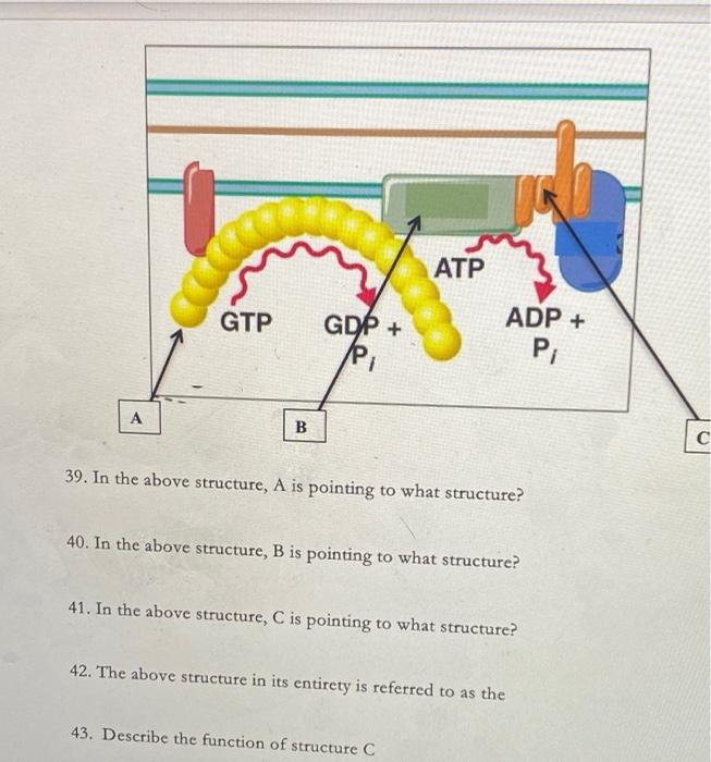 Solved ATP GTP GDP + ADP + con lei Pi A B с 39. In the above | Chegg.com