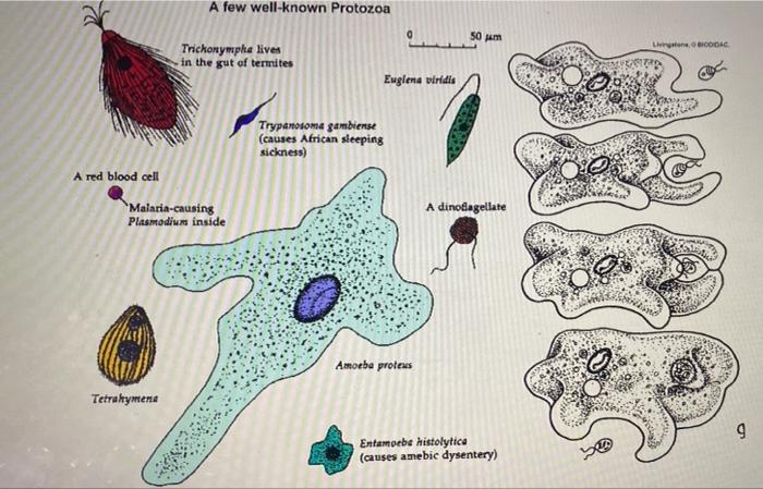 Solved 2. Protists. Examine the Lab Supplement and the | Chegg.com