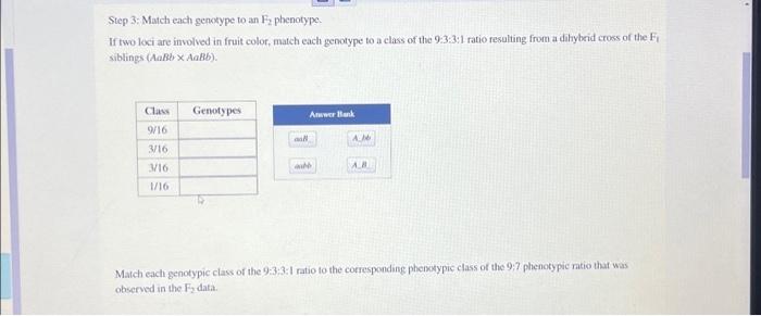 Solved Step 3: Match each genotype to an F₂ phenotype. If | Chegg.com