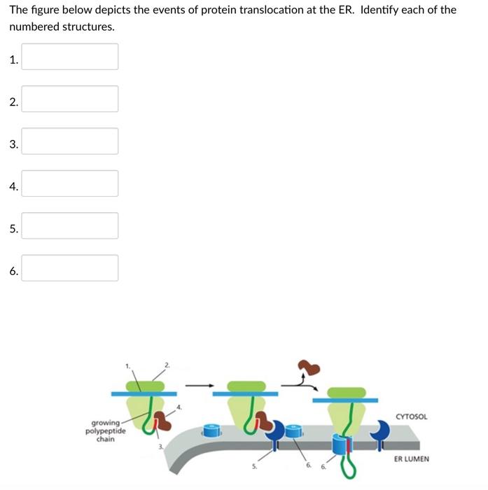 Solved The figure below depicts the events of protein | Chegg.com