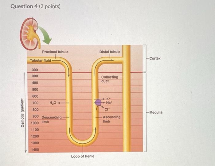 Proximal And Distal Tubules