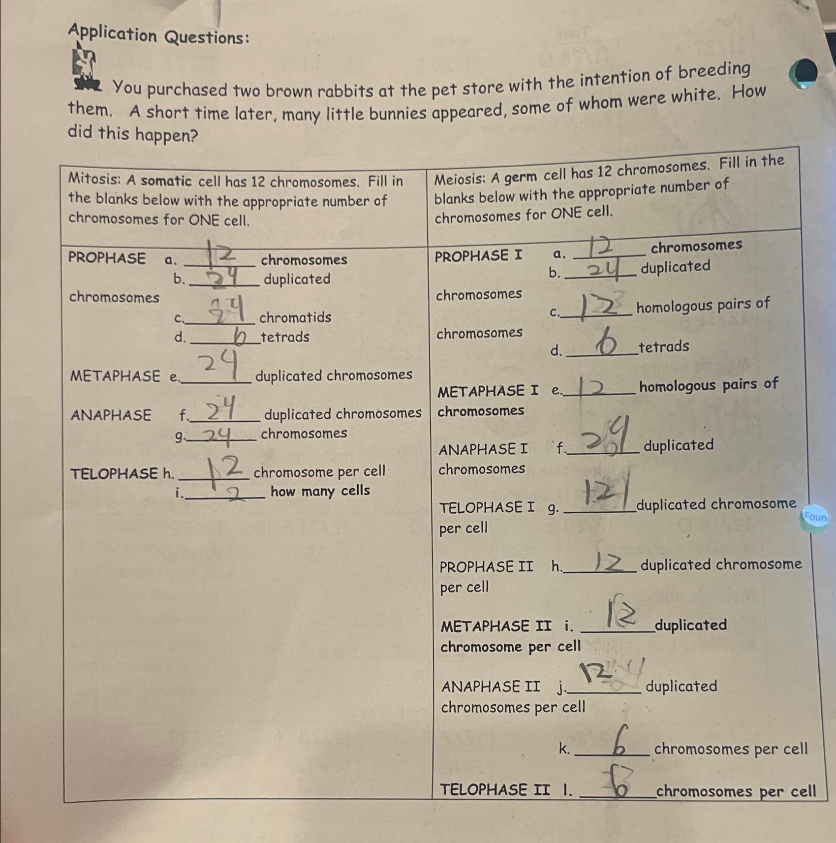 Solved Application Questions:You purchased two brown rabbits | Chegg.com