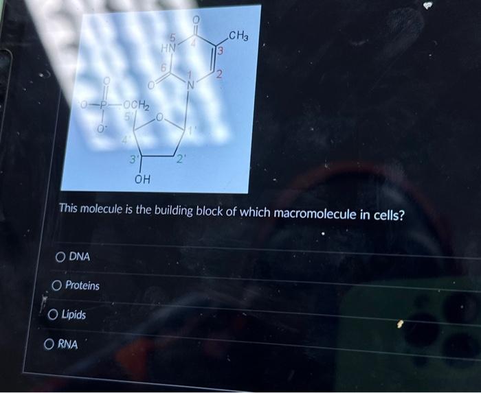 Solved This molecule is the building block of which | Chegg.com