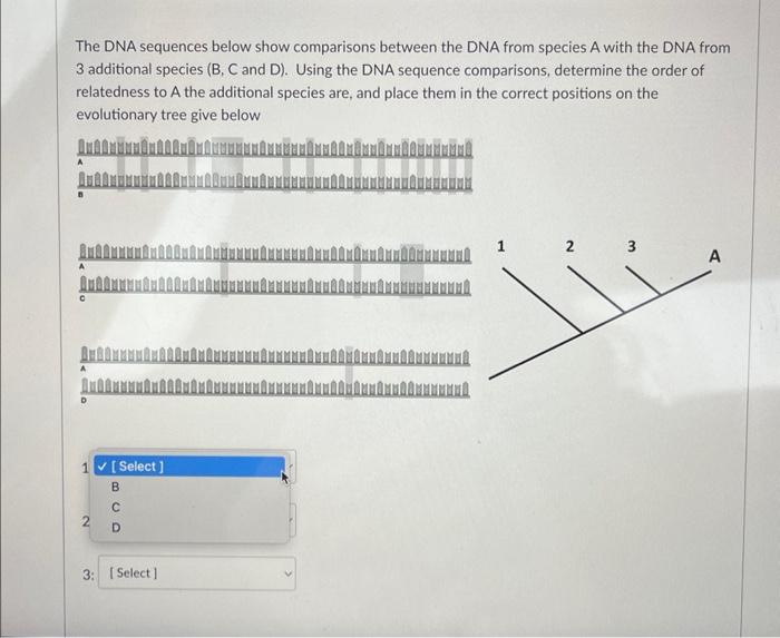 Solved The DNA sequences below show comparisons between the | Chegg.com