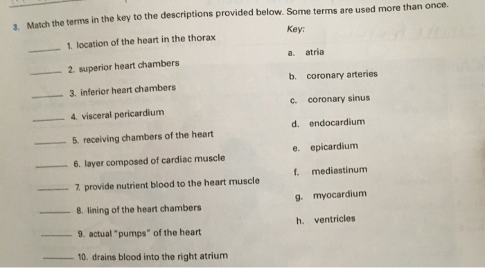 Solved Match the terms in the key to the descriptions | Chegg.com