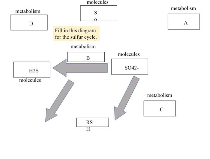 Solved metabolism D H2S molecules molecules S Fill in this | Chegg.com