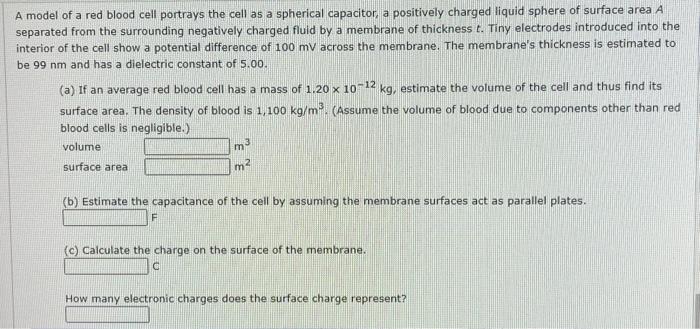 Solved model of a red blood cell portrays the cell as a | Chegg.com