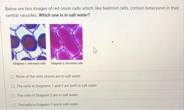 Solved Below are two images of red onion cells which, like | Chegg.com
