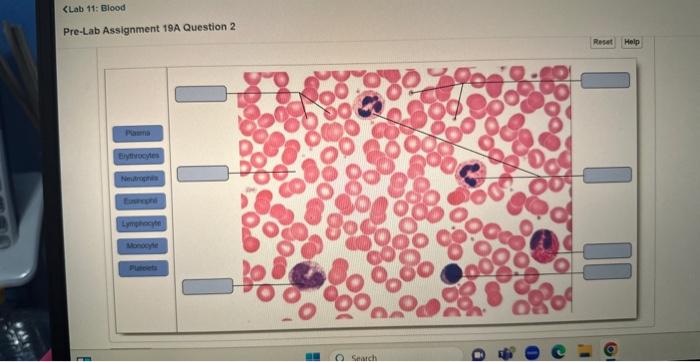 Solved Pre-Lab Assignment 19A Question 2 | Chegg.com Solved Pre-Lab Assignment 19A Question 2 | Chegg.com