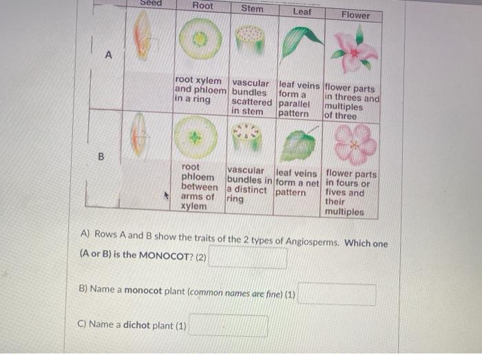 Solved Seed Root Stem Leat Flower А root xylem vascular leaf | Chegg.com