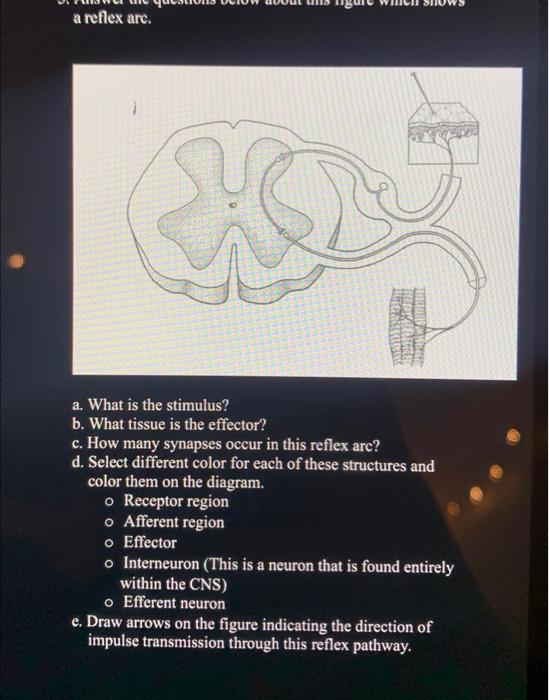 Solved a reflex are. a. What is the stimulus? b. What tissue | Chegg.com