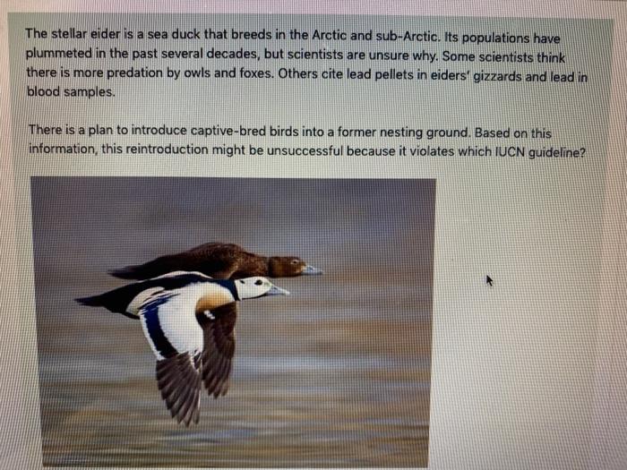 Solved The stellar eider is a sea duck that breeds in the | Chegg.com