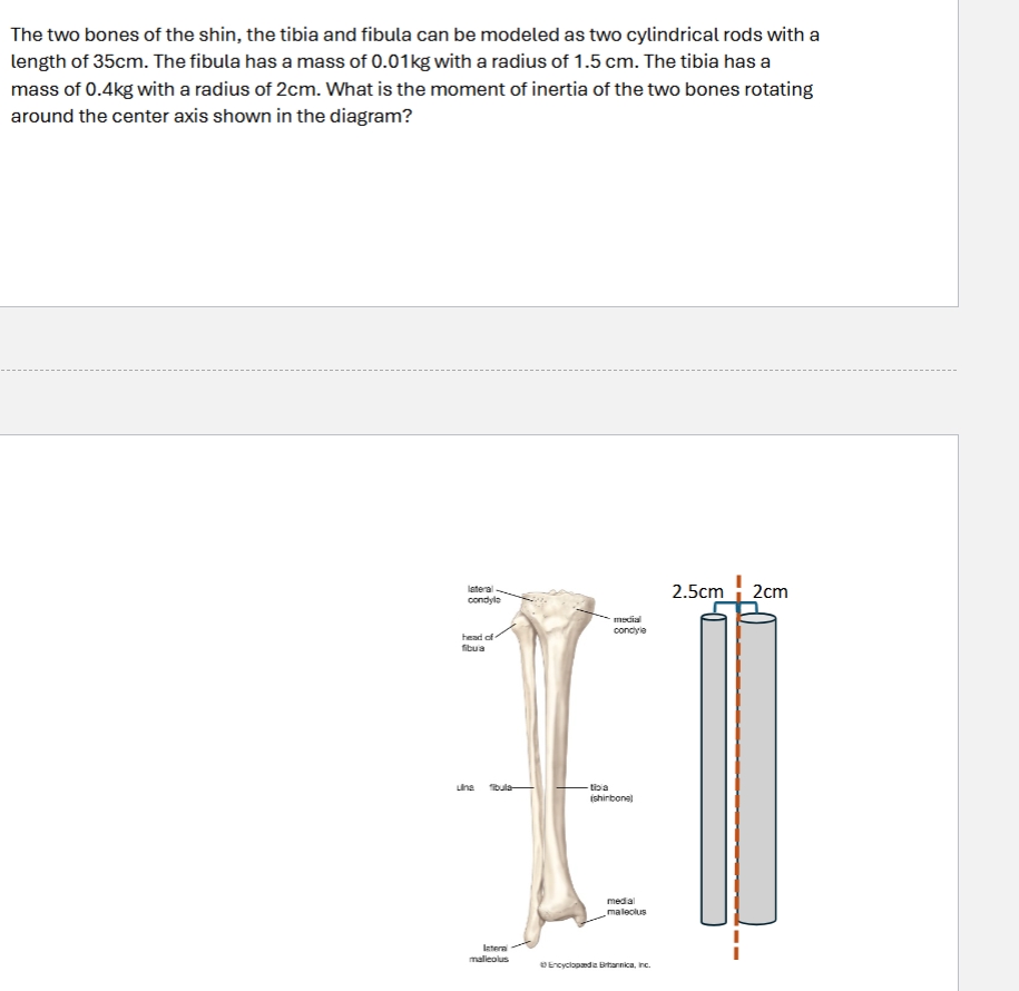 Solved The two bones of the shin, the tibia and fibula can | Chegg.com