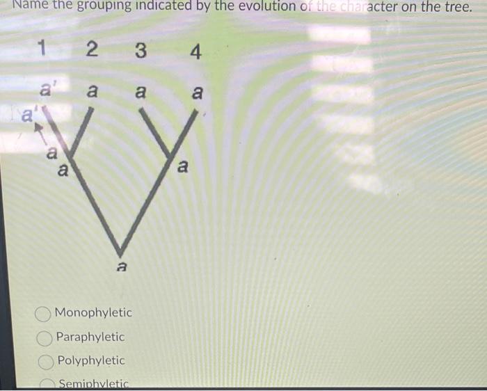 Solved Name the grouping indicated by the evolution of the | Chegg.com