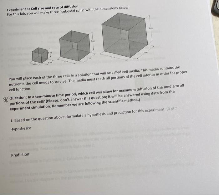 Solved Experiment 1: Cell size and rate of diffusion For | Chegg.com