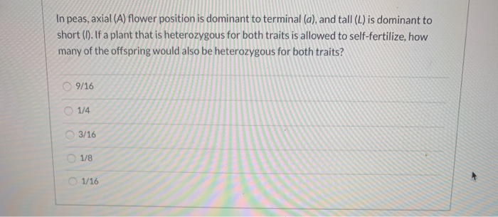 Solved In peas, axial (A) flower position is dominant to | Chegg.com