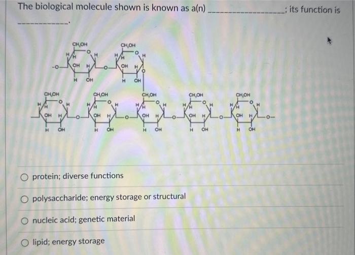 Solved The biological molecule shown is known as a(n) its | Chegg.com
