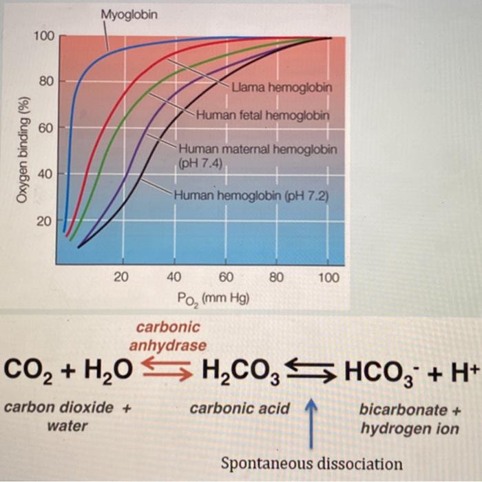 Solved The carbonic anhydrase-catalyzed reaction above would | Chegg.com