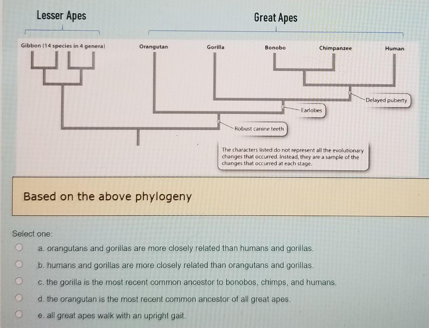 Solved Lesser Apes Great Apes Gibbon (14 species in 4 | Chegg.com