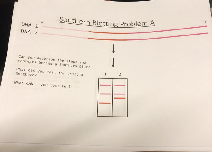 Solved Southern Blotting Problen DNA 1 DNA 2 Can you | Chegg.com
