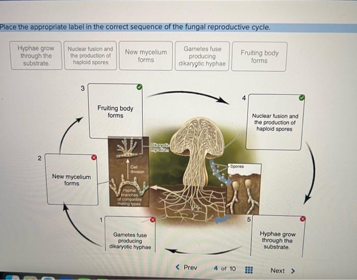 Solved Place the appropriate label in the correct sequence | Chegg.com
