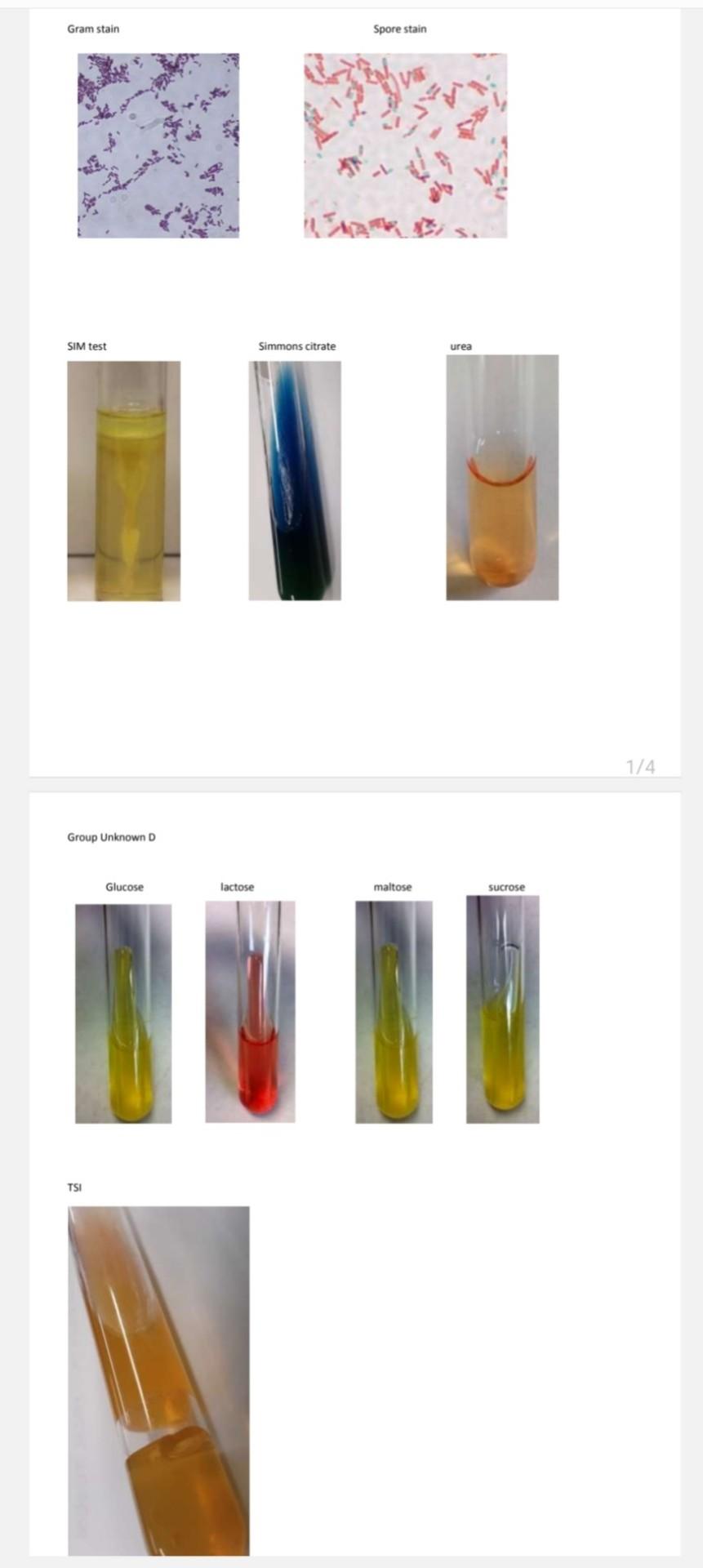 Gram stain Spore stain SIM test Simmons citrate urea | Chegg.com