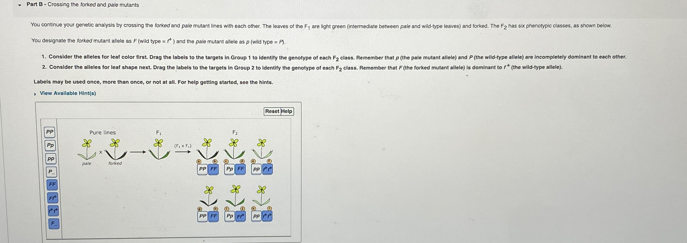 Solved Part B - Crossing the forked and pale mutants You | Chegg.com Solved Part B - Crossing the forked and pale mutants You | Chegg.com