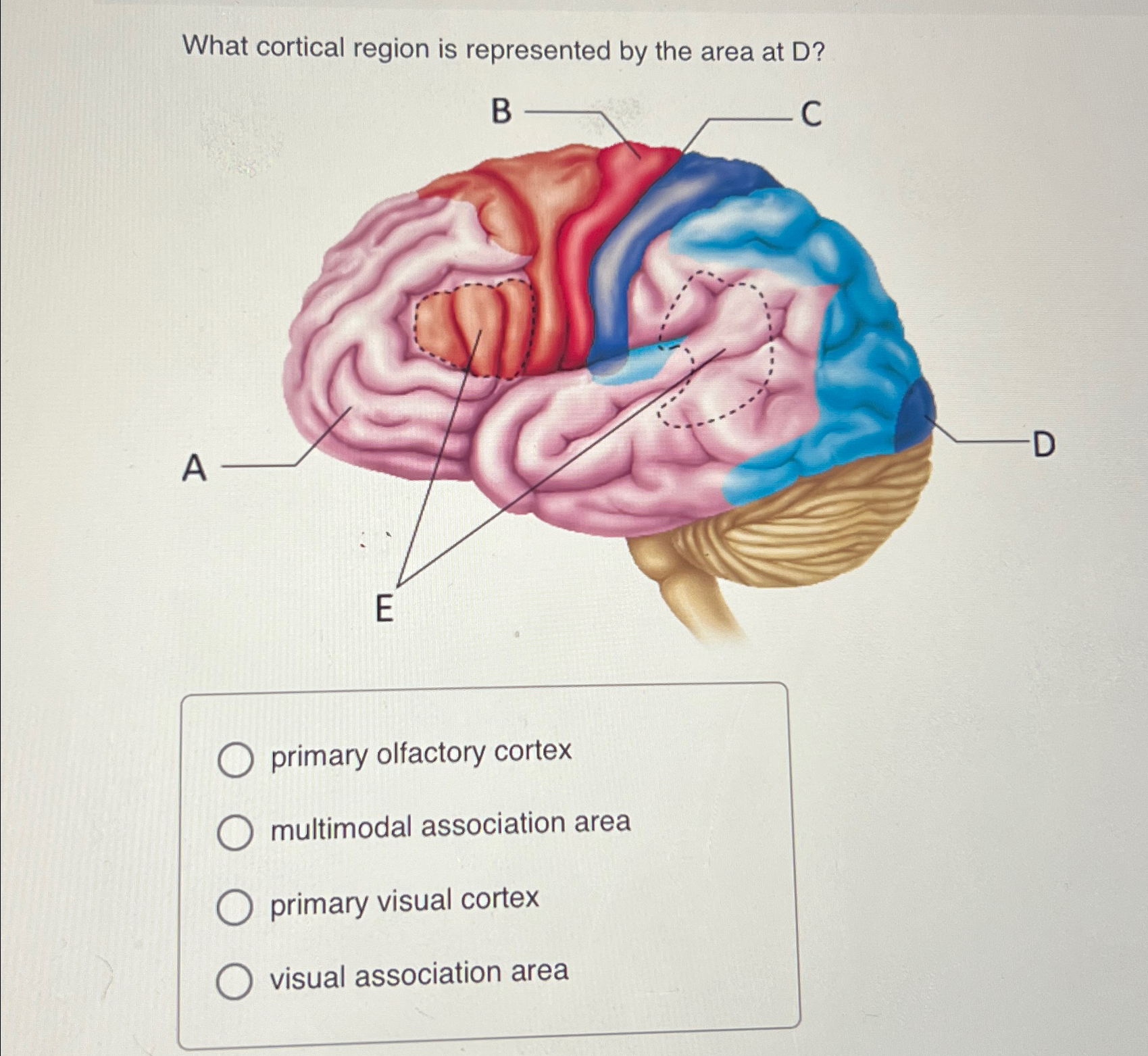 Solved What cortical region is represented by the area at | Chegg.com