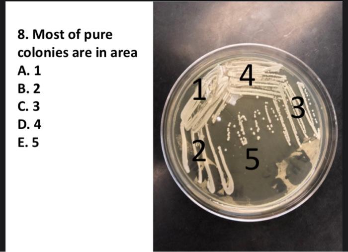 Solved 8. Most of pure colonies are in area A. 1 B. 2 C. 3 | Chegg.com