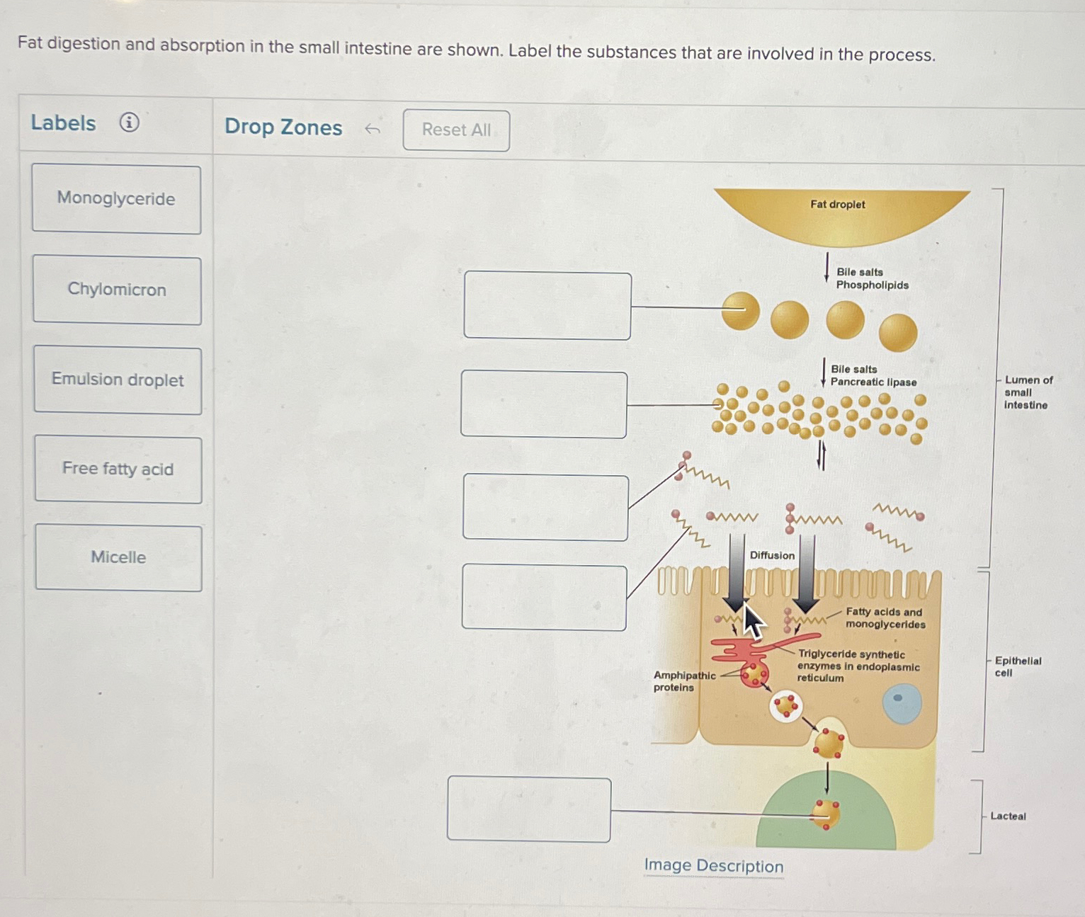 Solved Fat digestion and absorption in the small intestine | Chegg.com