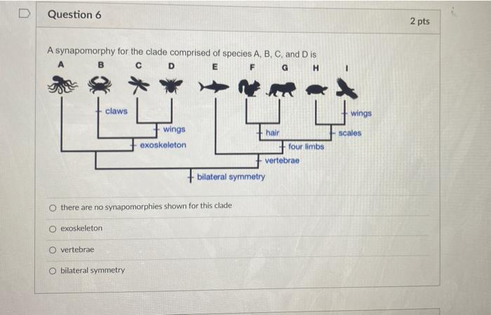 Solved A synapomorphy for the clade comprised of species A. | Chegg.com