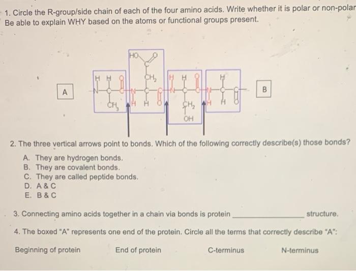 Solved 1. Circle the R-group/side chain of each of the four | Chegg.com