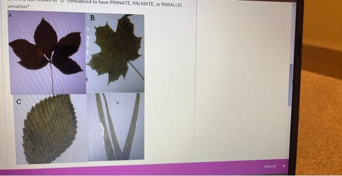 Solved A. Is this leaf considered SIMPLE or COMPOUND? B. Is | Chegg.com