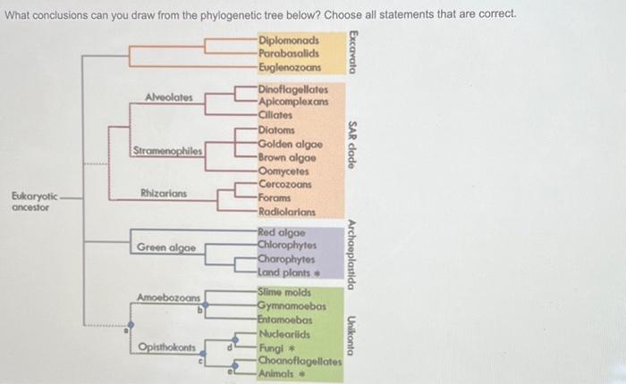 Solved What conclusions can you draw from the phylogenetic | Chegg.com