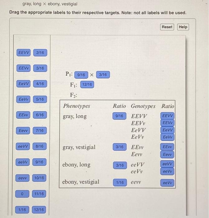 Solved gray, long x ebony, vestigial Drag the appropriate | Chegg.com