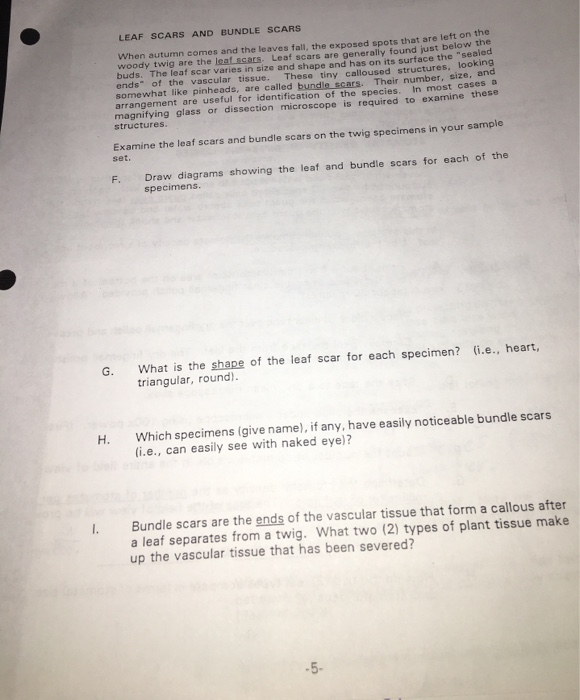 Solved LEAF SCARS AND BUNDLE SCARS When autumn comes and the | Chegg.com