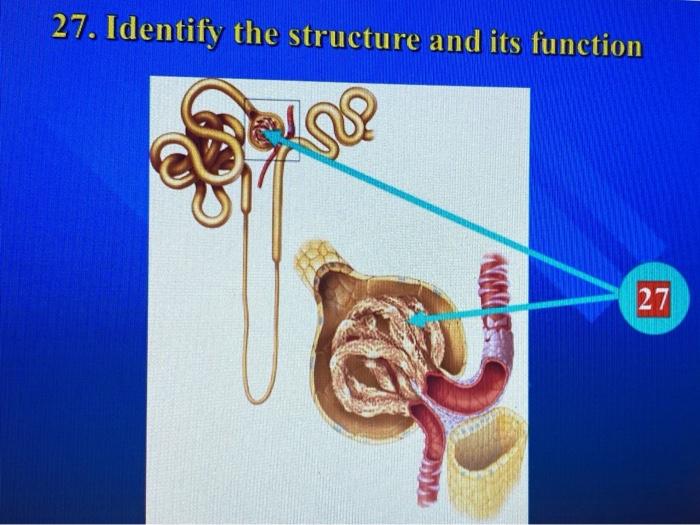 Solved 27. Identify the structure and its function IOS 27 | Chegg.com