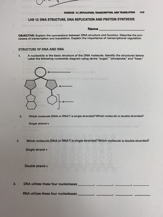 Solved 149 EXERCISE 12 REPLICATION, TRANSCRIPTION, AND | Chegg.com
